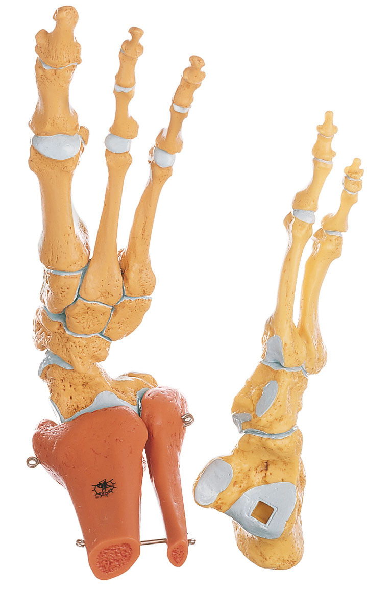 Skeleton of the Foot, Right (Rigid) - Adam,Rouilly