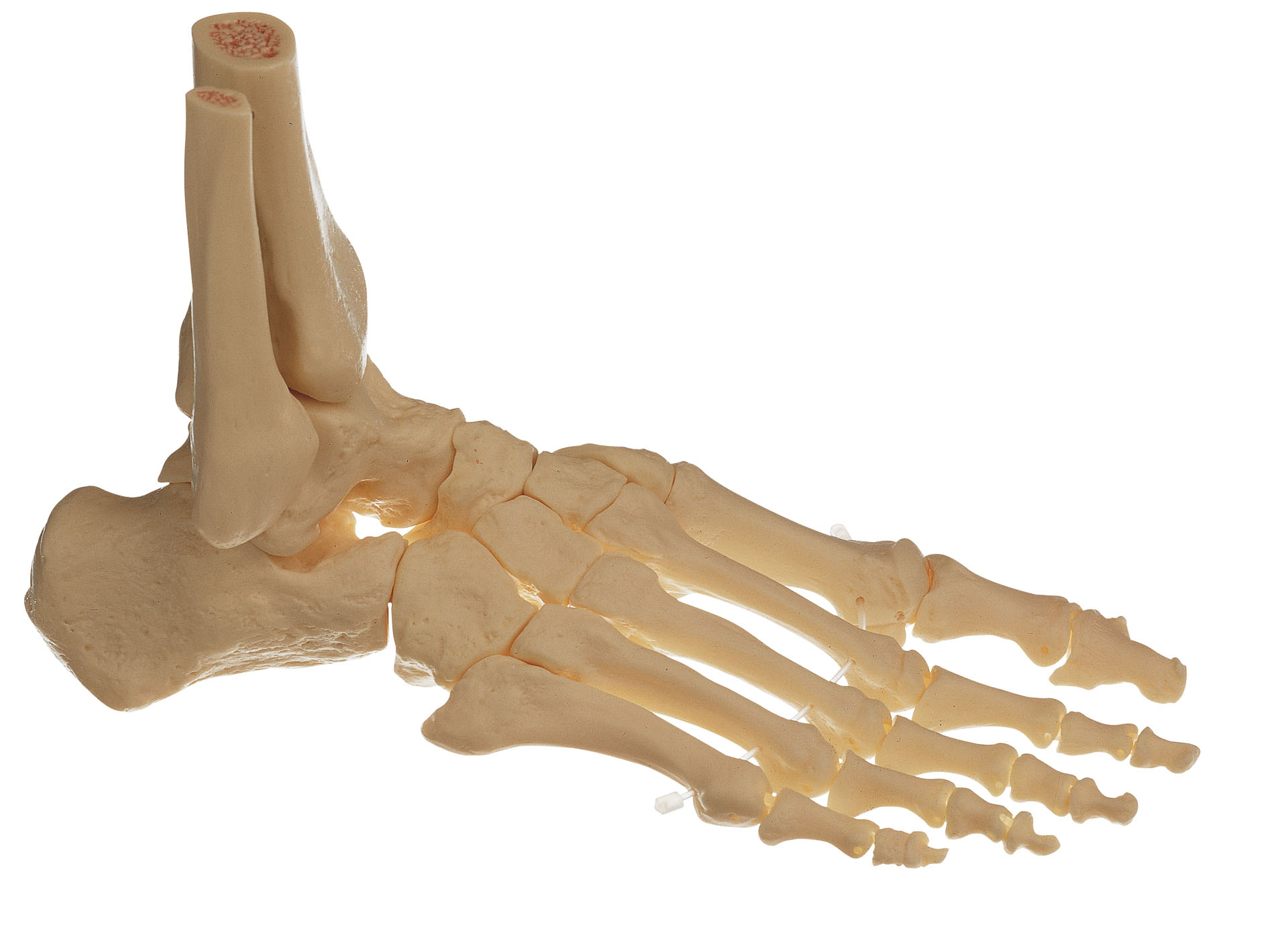 Skeleton of the Right Foot (Movable Joints) - Adam,Rouilly