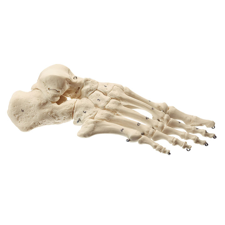 Skeleton of the Foot (Mounted on Wire) - Adam,Rouilly