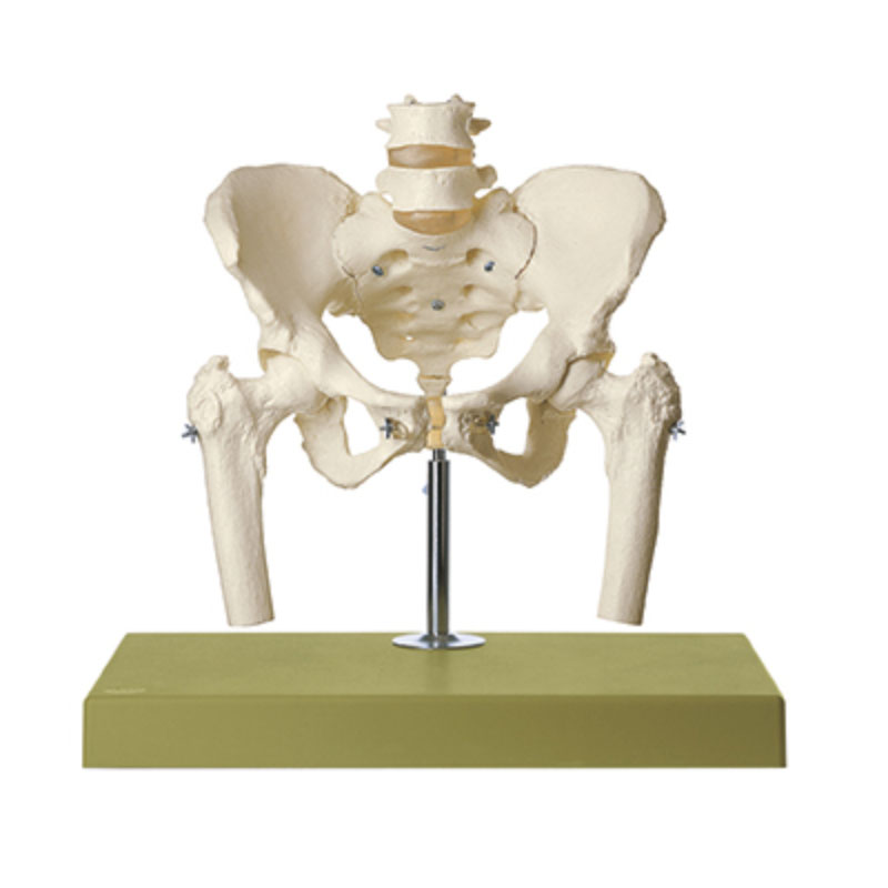 Skeleton of Female Pelvis - Adam,Rouilly