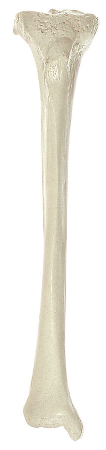 Tibia - Adam,Rouilly