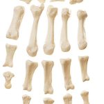 Bones - Individual | Adam,Rouilly