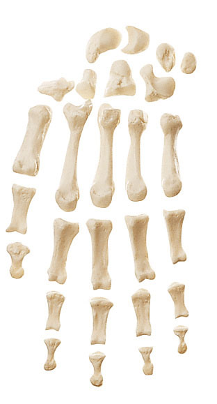 Hand Bone - Adam,Rouilly