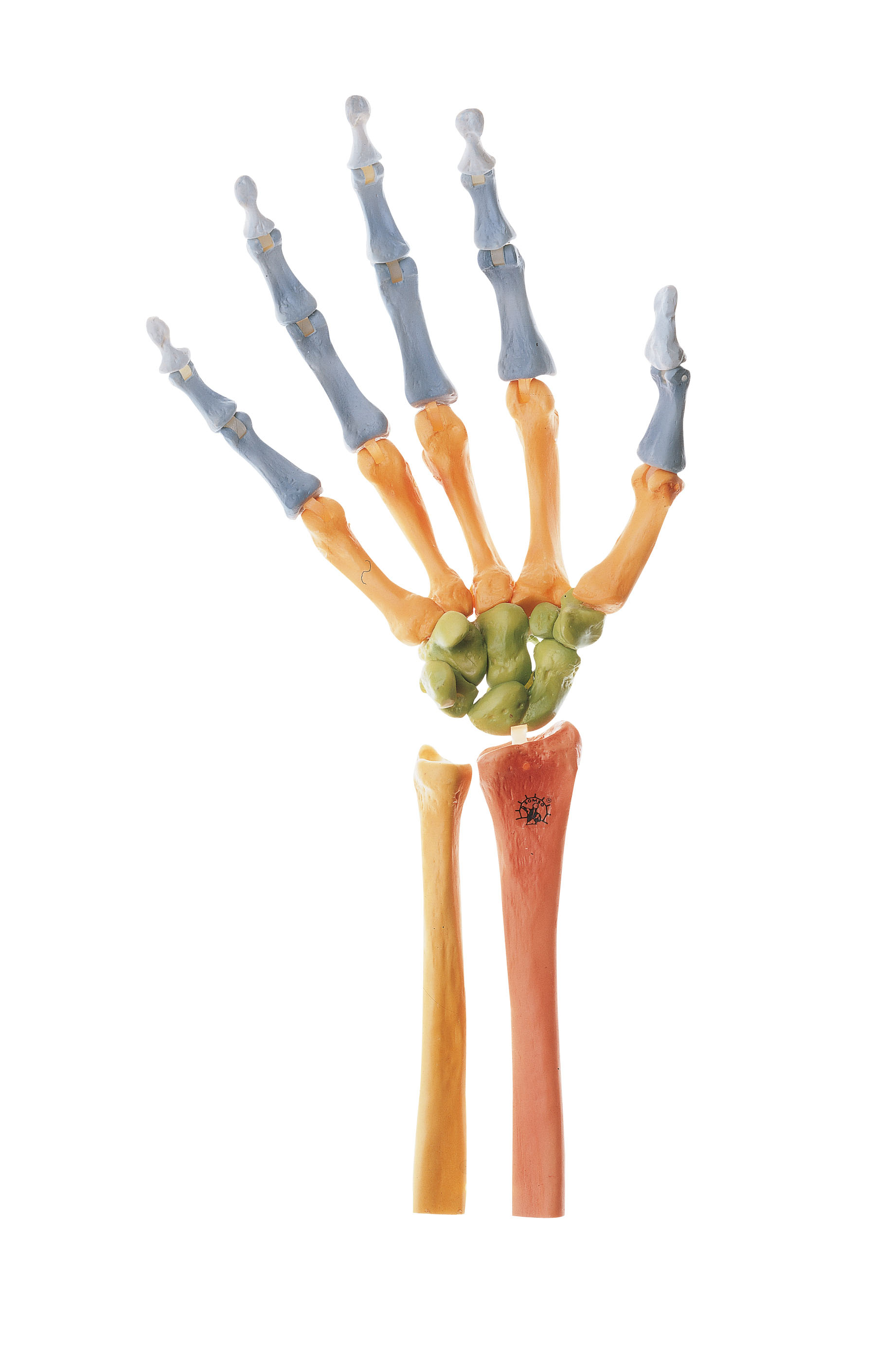 Skeleton of the Hand, Right (Movable Joint Mechanism and Coloured ...