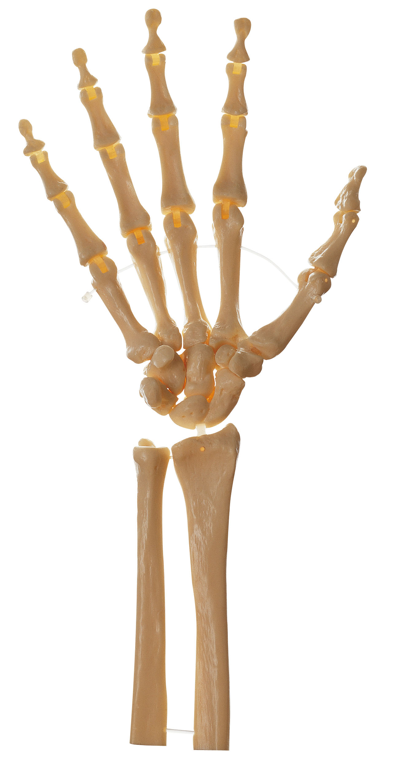 Skeleton of the Hand, Right (Rigid) - Adam,Rouilly