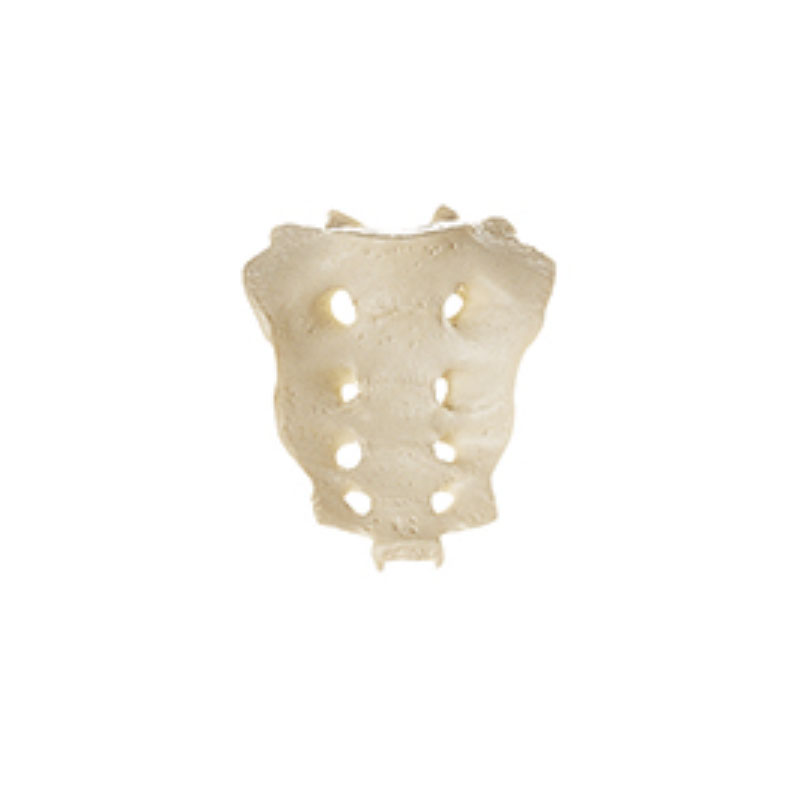 Sacrum | Adam,Rouilly