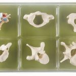 Bones - Individual | Adam,Rouilly