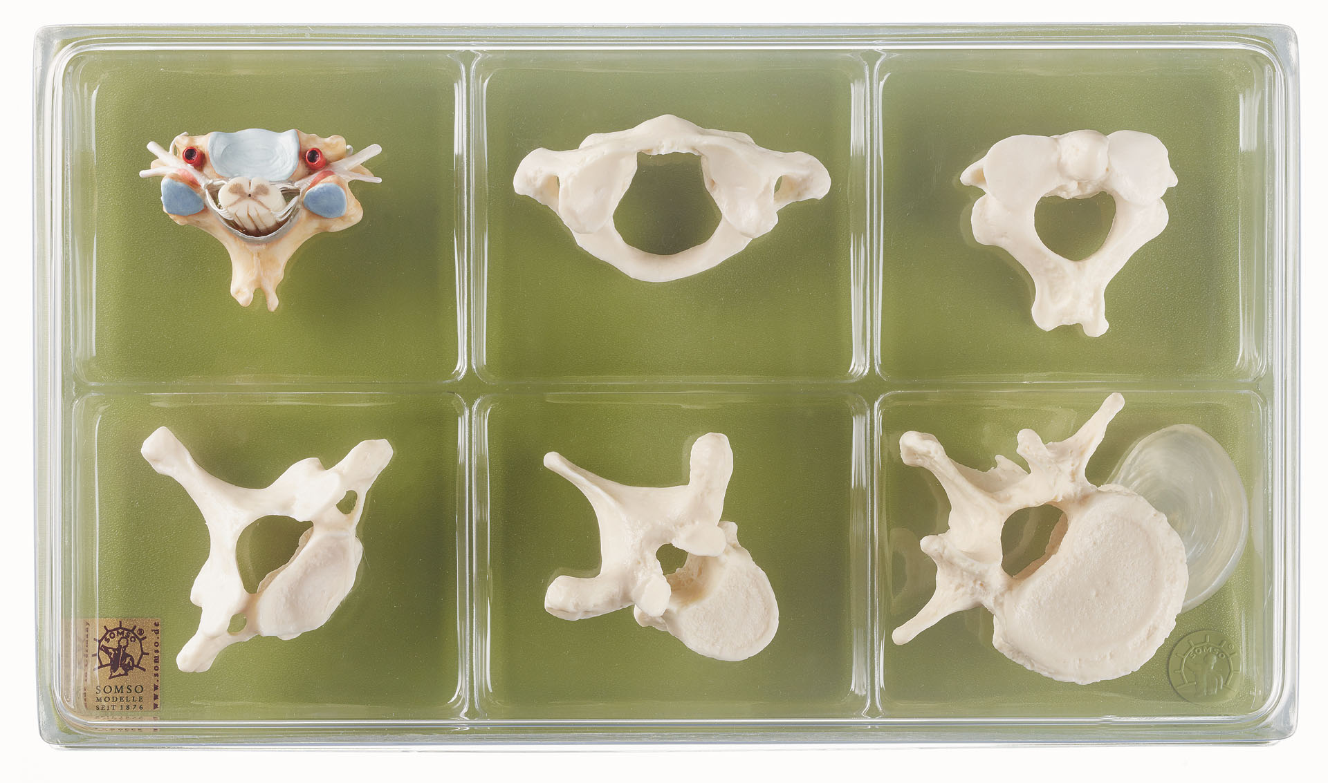 Collection Case "Vertebrae and Spinal Cord" - Adam,Rouilly
