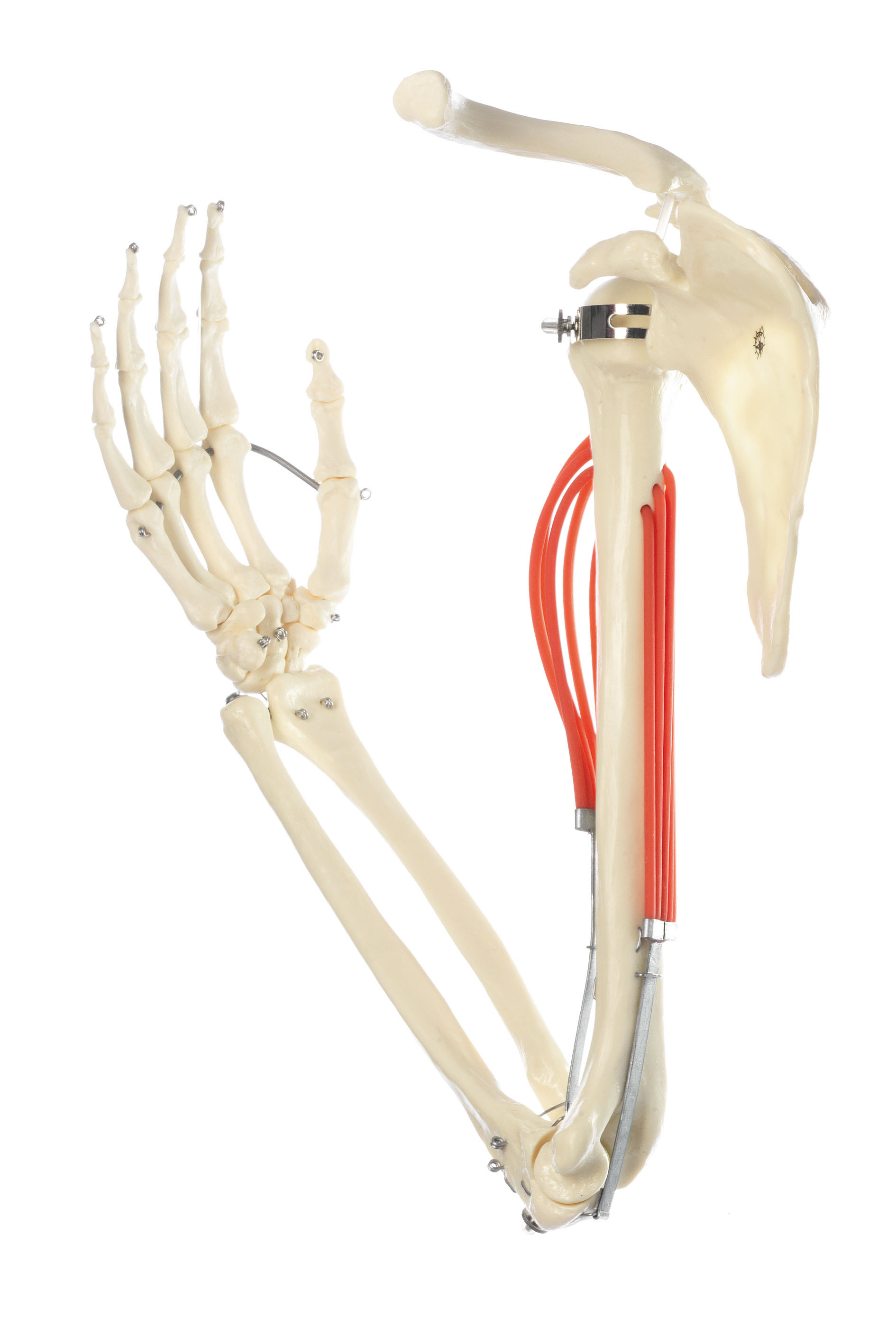 Movements of Muscles in the Upper Arm - Adam,Rouilly