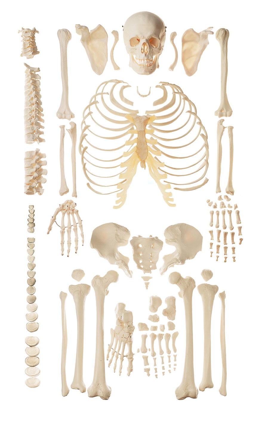 Unmounted Skeleton - Adam,Rouilly
