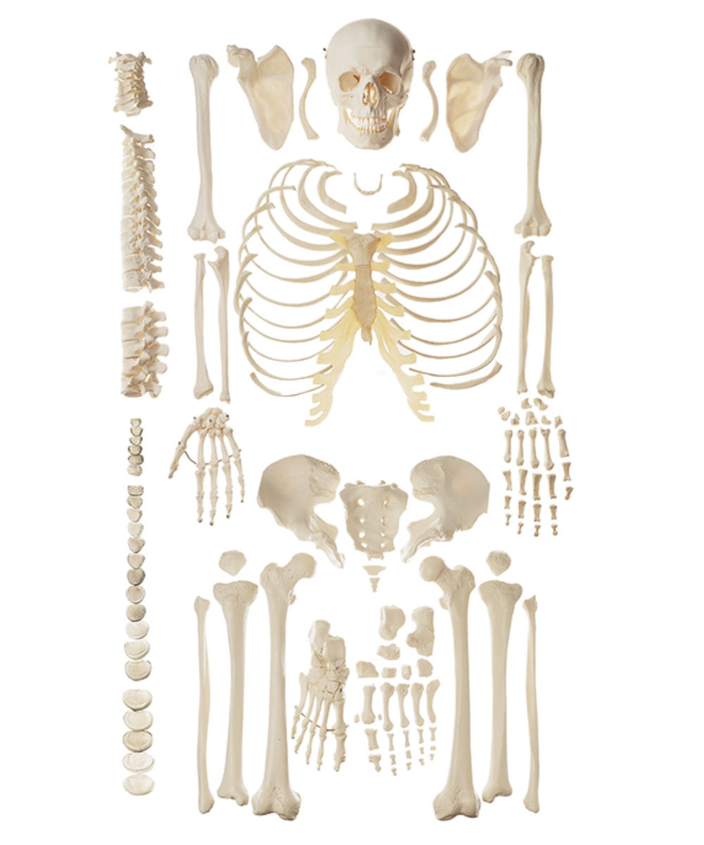 Unmounted Human Skeleton - Adam,Rouilly