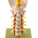 Cervical Vertebral Column | Adam,Rouilly