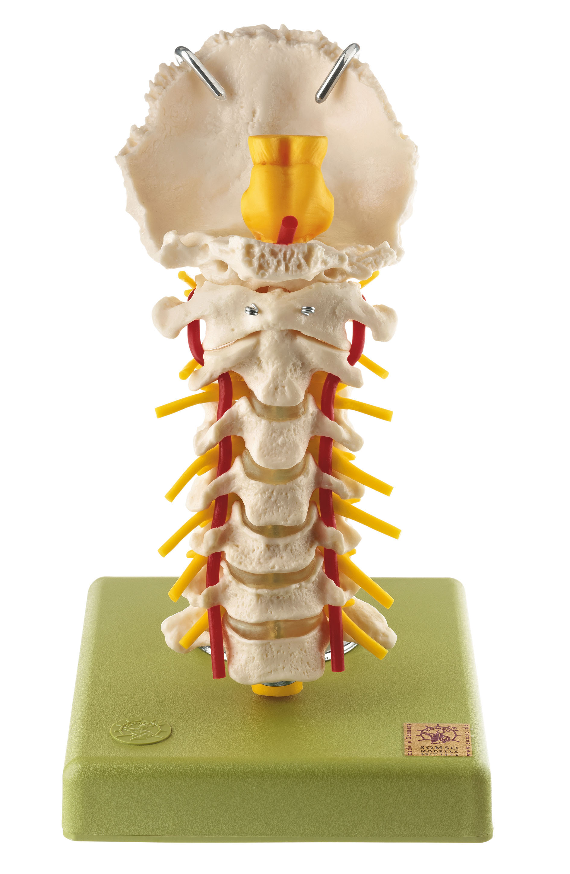 Cervical Vertebral Column | Adam,Rouilly