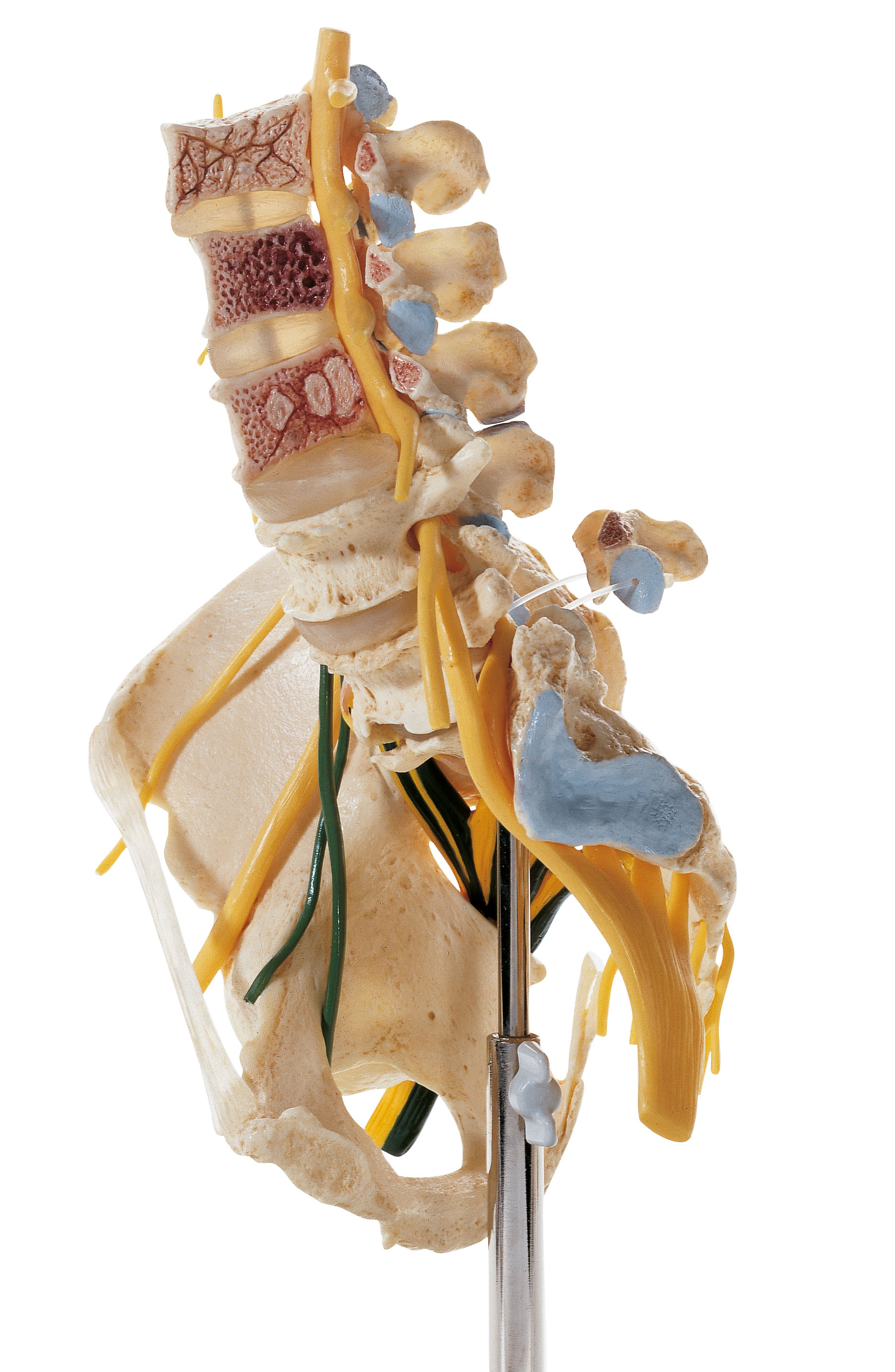 Lumbar Spinal Column - With Innervation | Adam,Rouilly