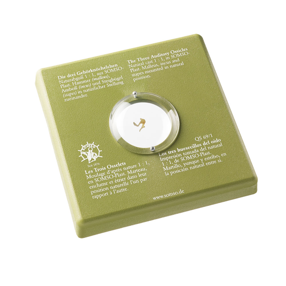 The Three Auditory Ossicles | Adam,Rouilly