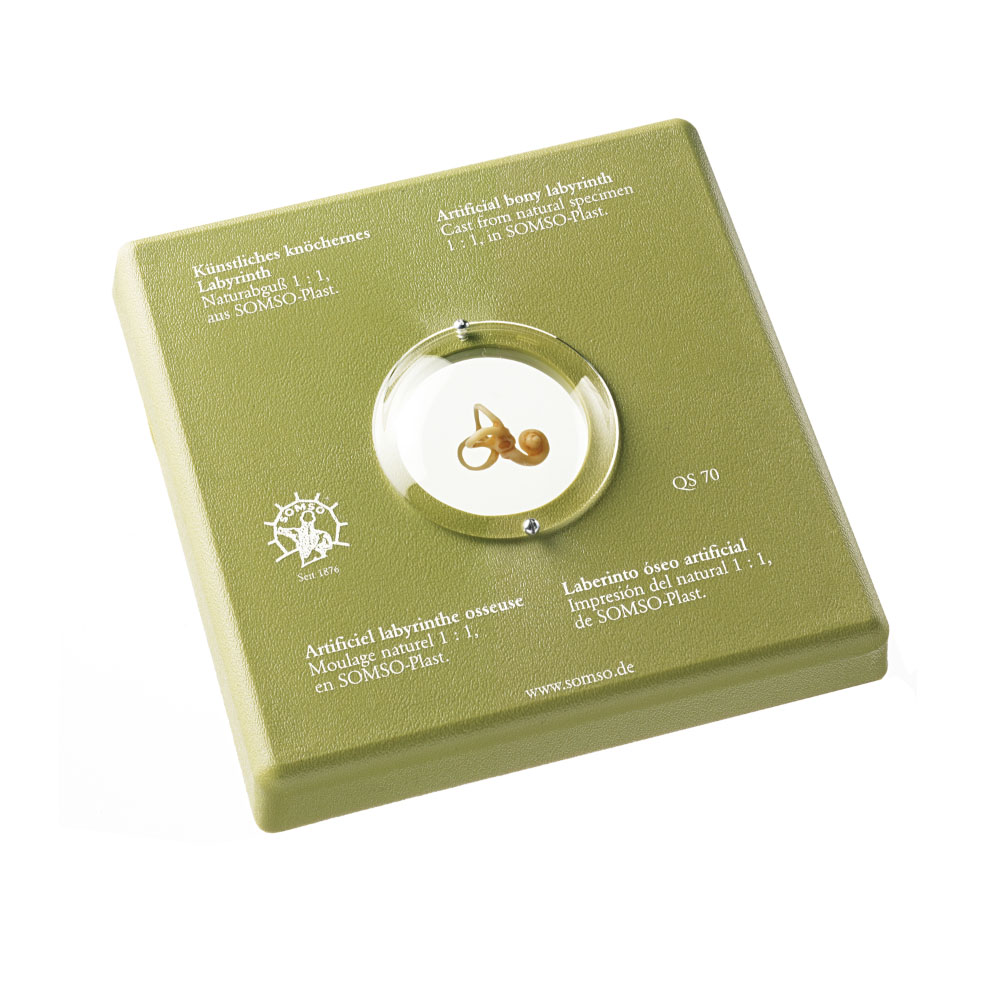 Ear Models | Adam,Rouilly