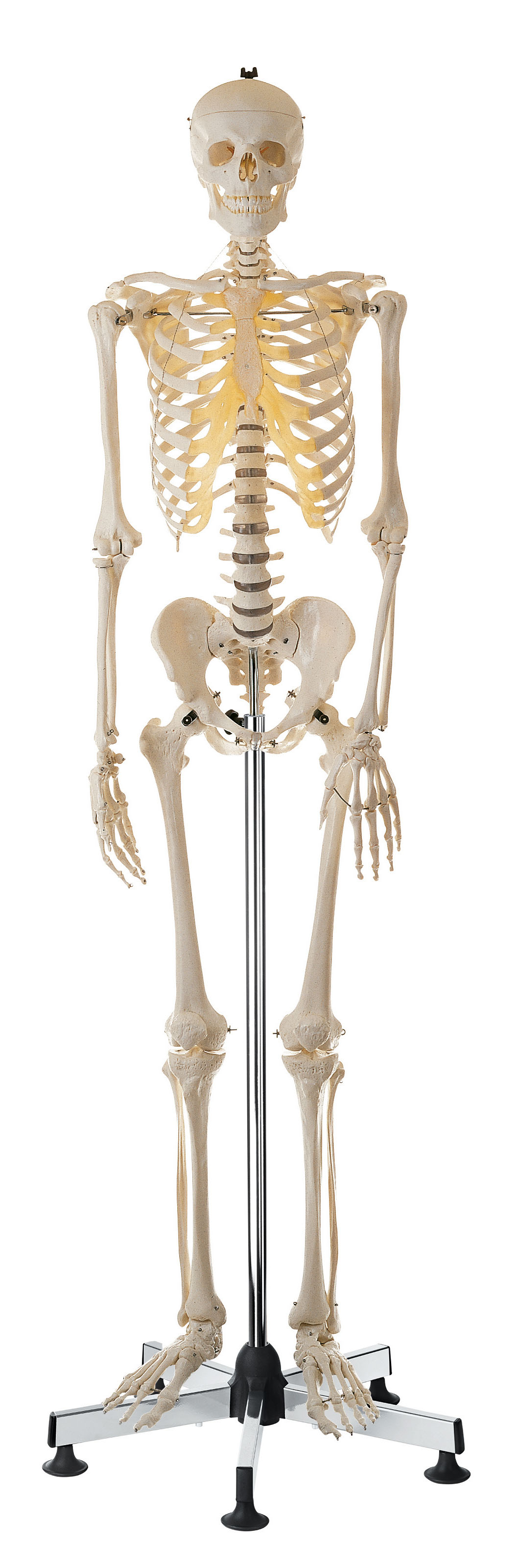 Artificial Human Skeleton - Male - Adam,Rouilly