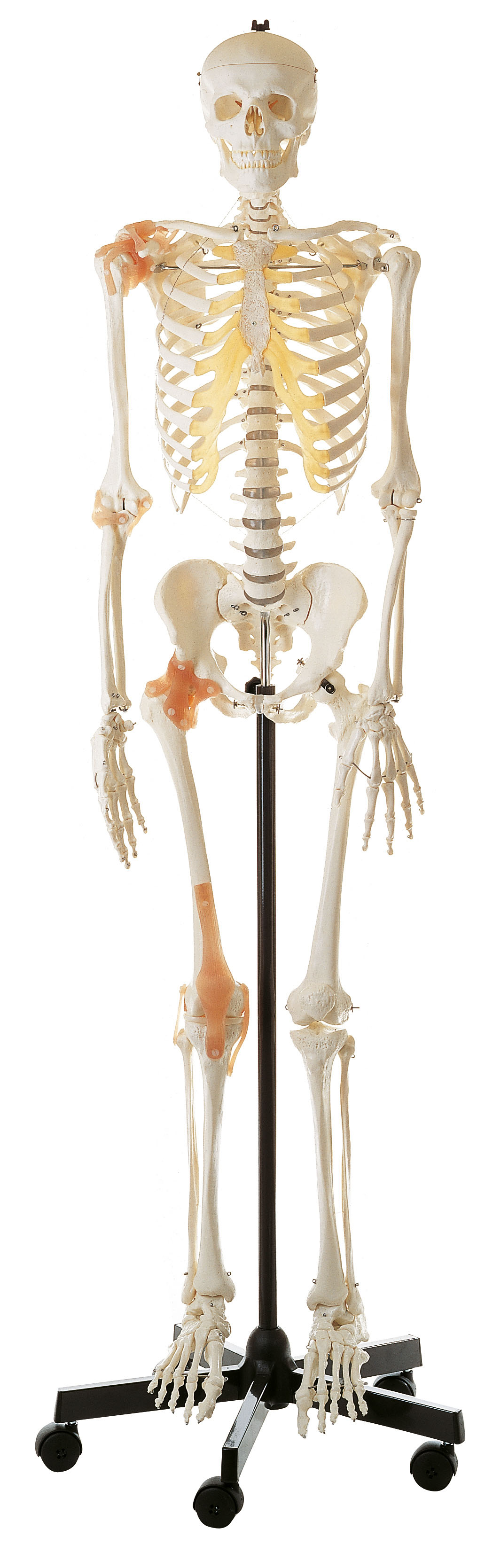 Artificial Human Skeleton - Male - Adam,Rouilly