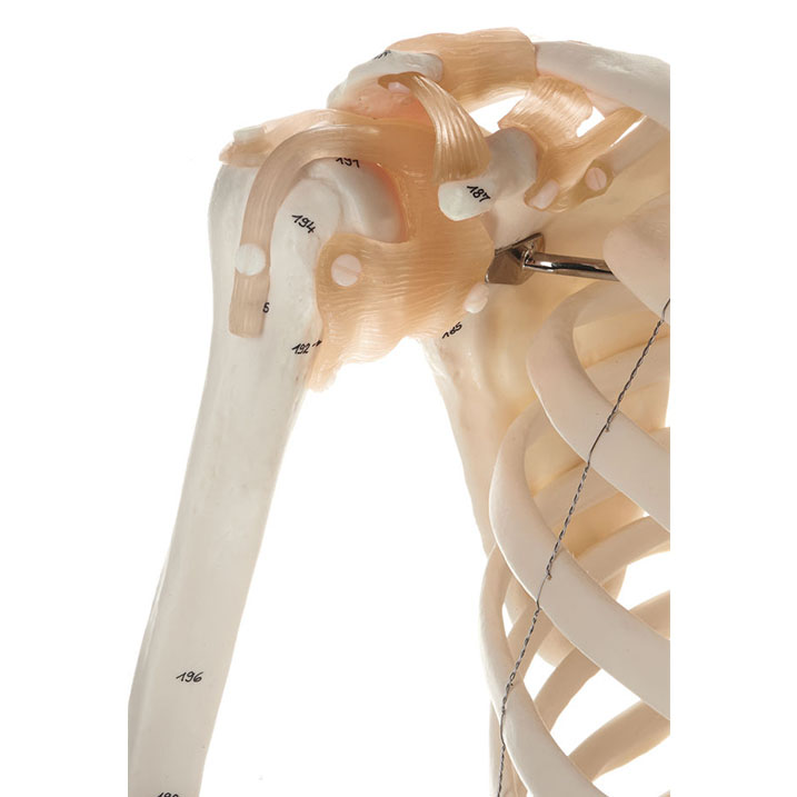 Artificial Human Skeleton - Male - Adam,Rouilly