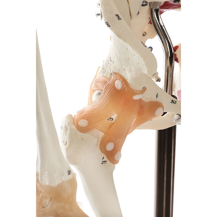 Artificial Human Skeleton - Male - Adam,Rouilly