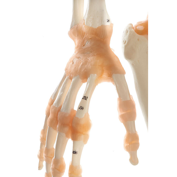 Artificial Human Skeleton - Male - Adam,Rouilly