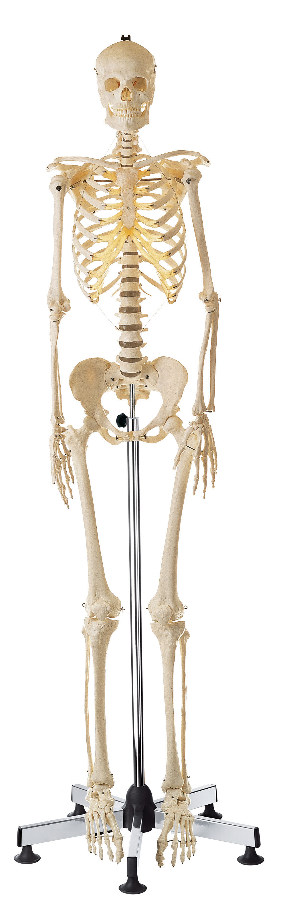 Artificial Human Skeleton With Stand - Female - Adam,Rouilly