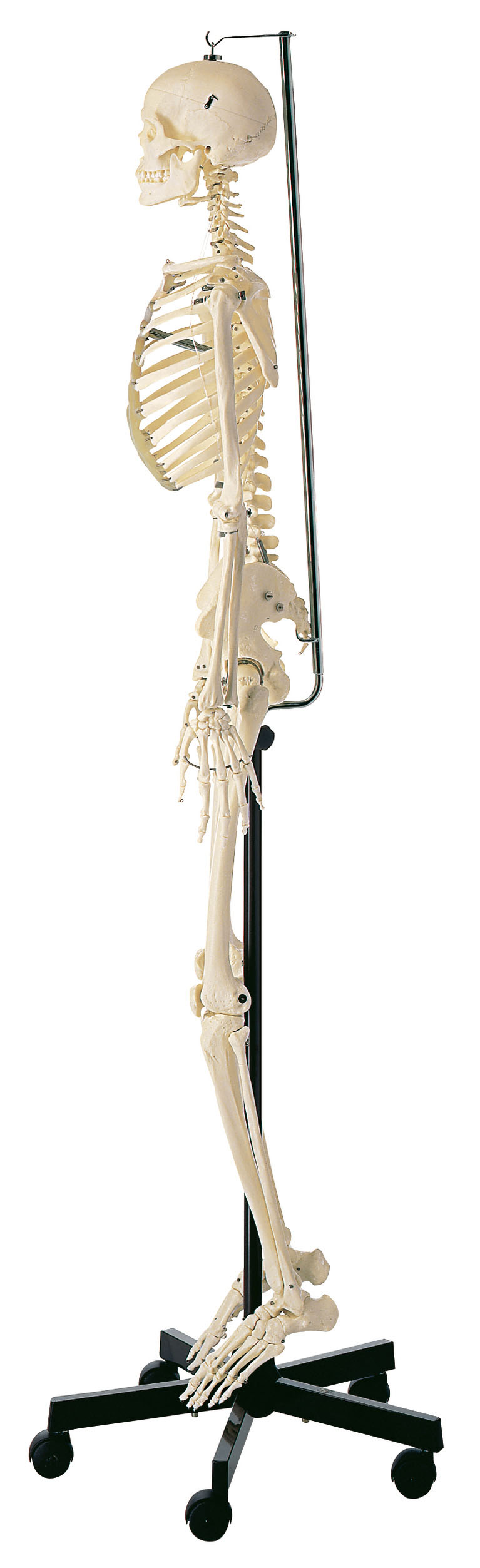 Artificial Human Skeleton - Female - Adam,Rouilly