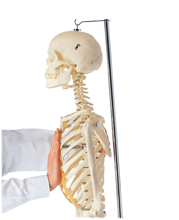 Artificial Human Skeleton - Female - Adam,Rouilly