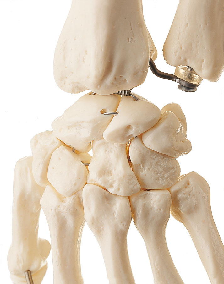 Artificial Human Skeleton - Female - Adam,Rouilly