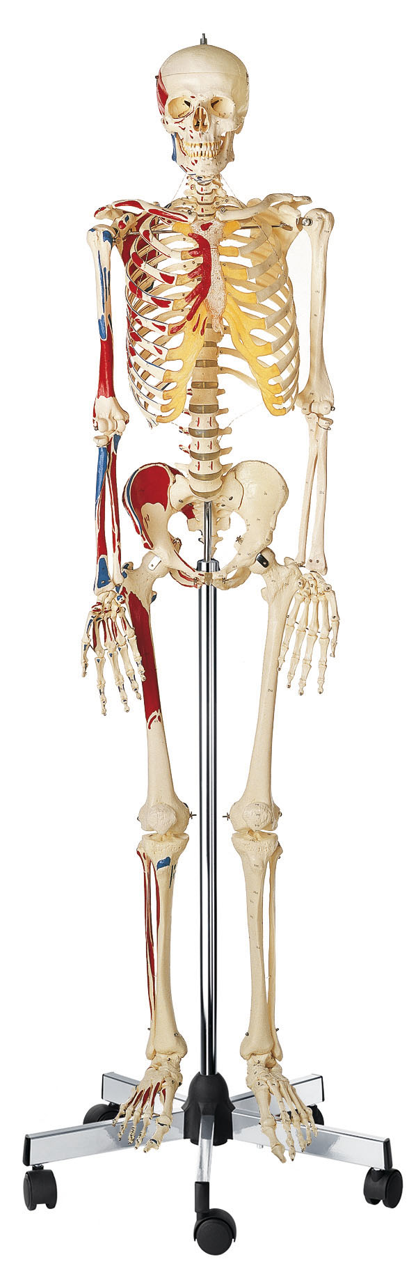 Artificial Human Skeleton - Male - Adam,Rouilly