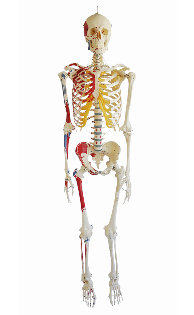 Artificial Human Skeleton - Male - Adam,Rouilly