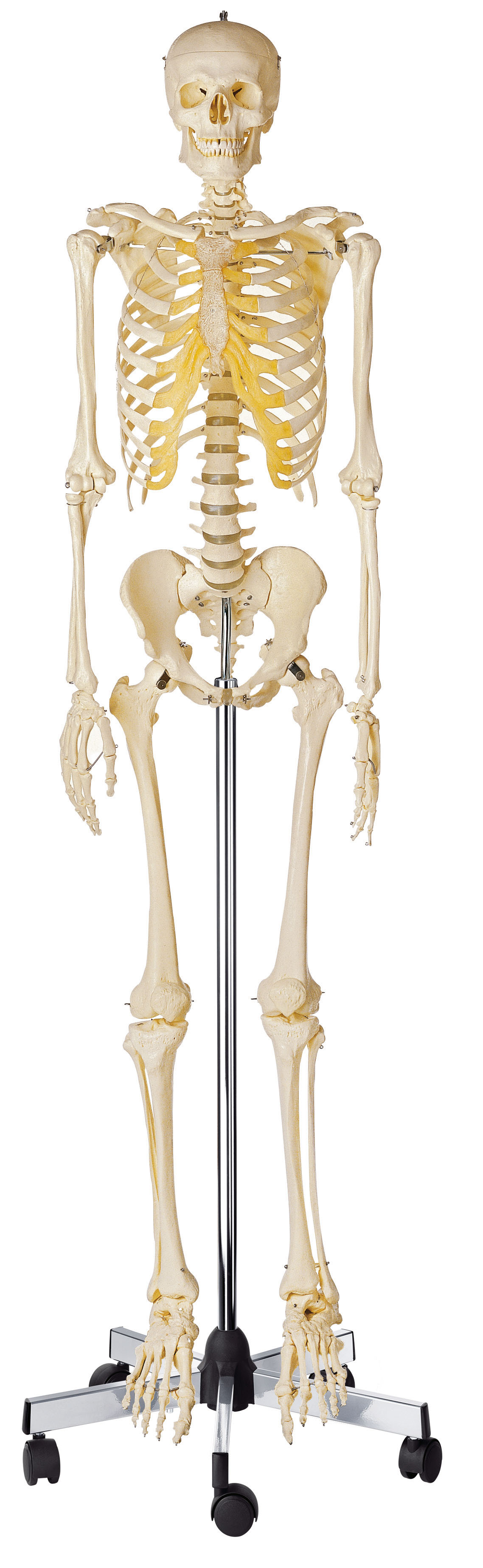 Artificial Human Skeleton - Male - Adam,Rouilly