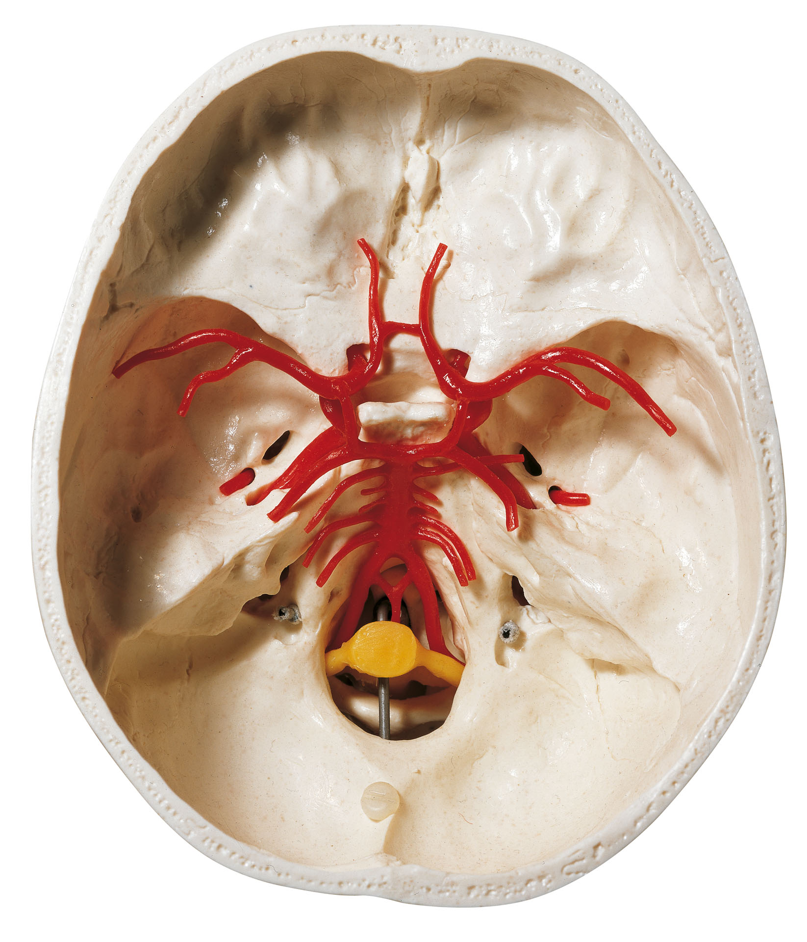 Artificial Base Of Skull With Arteries | Adam,Rouilly
