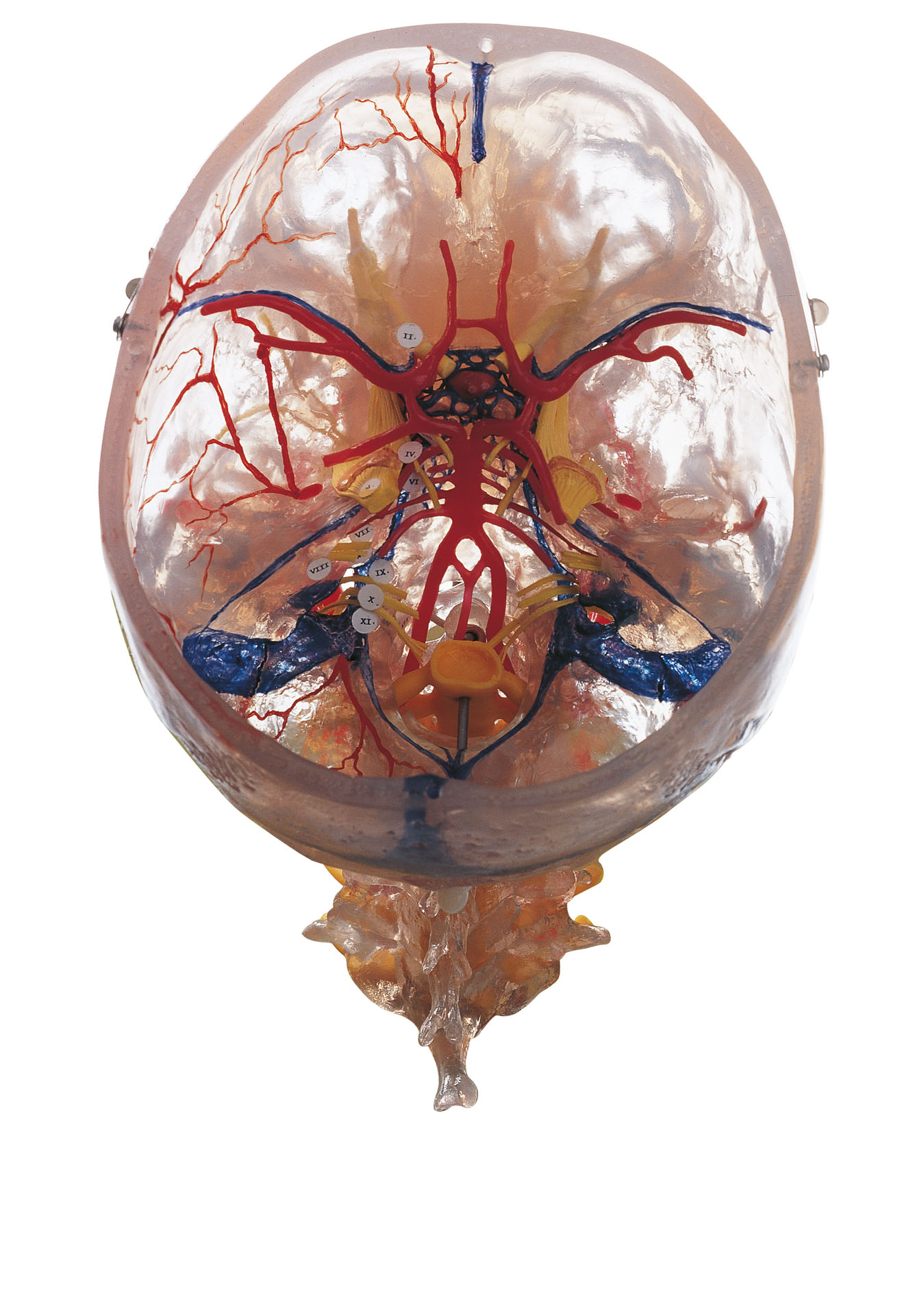 Neuroanatomy Head Model - Adam,Rouilly