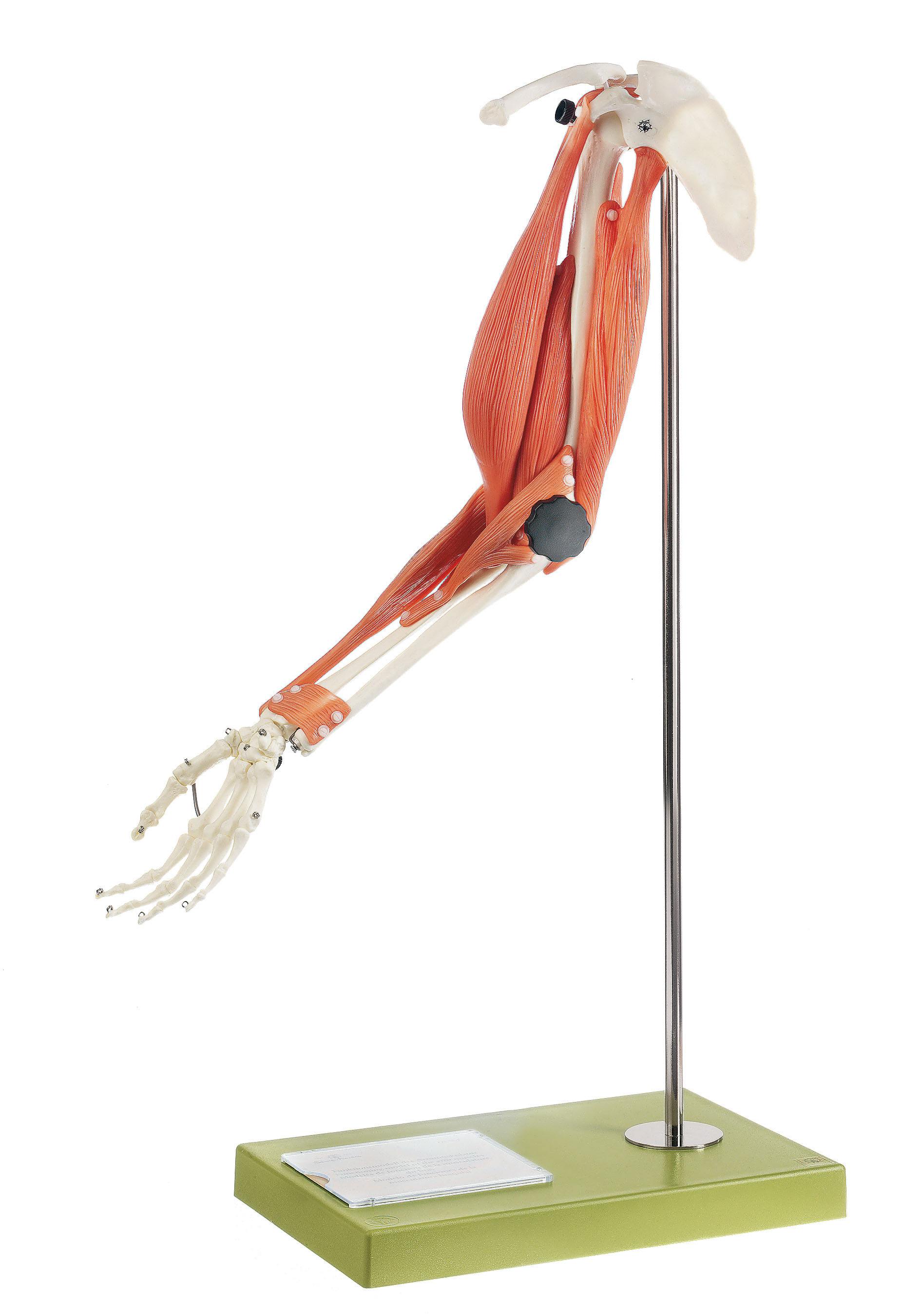 Movement Of Muscles In The Upper Arm & Forearm | Adam,Rouilly