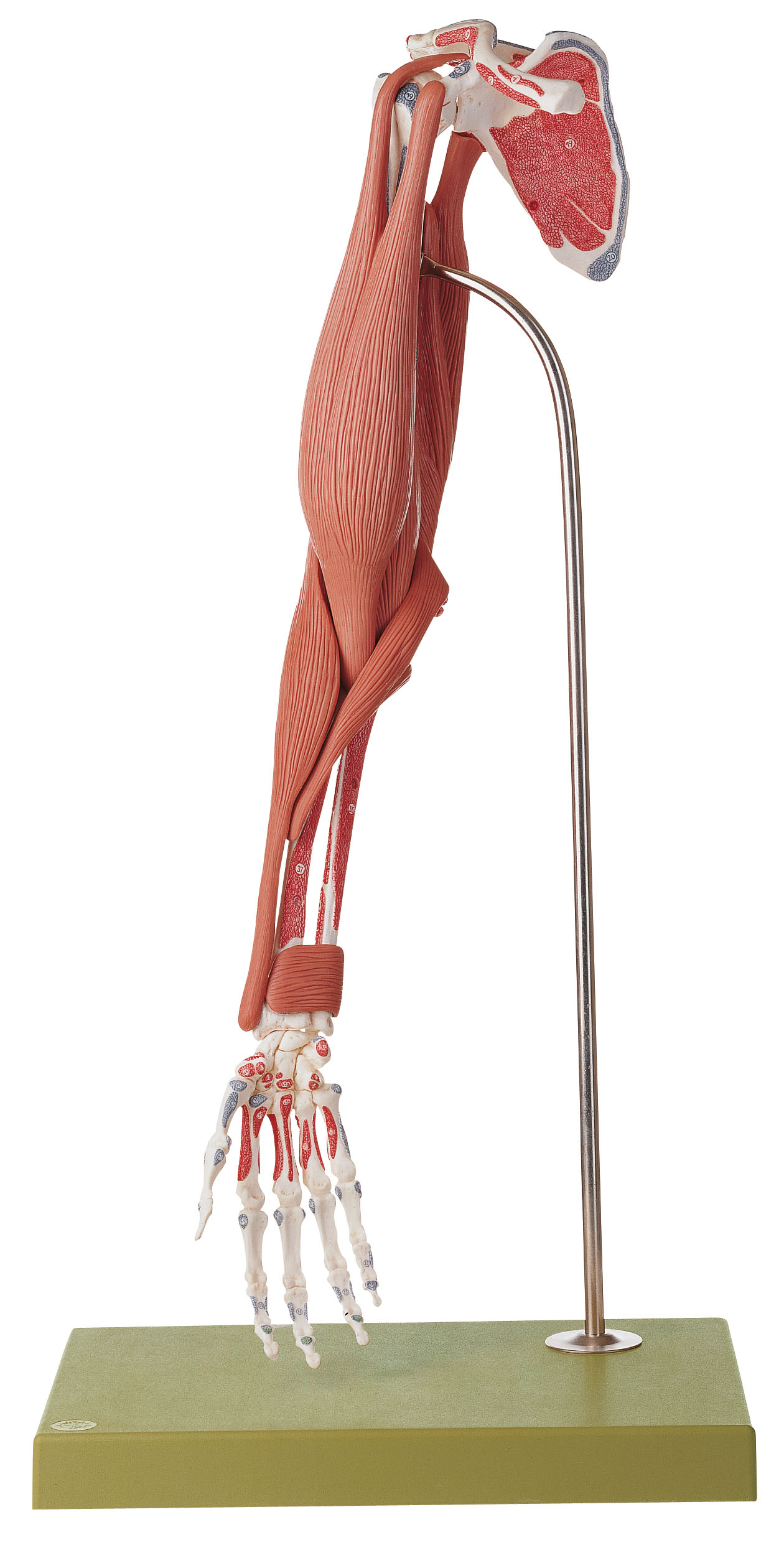 Demonstration Model Of The Arm Muscles - 10 Demonstration Model Of The ...