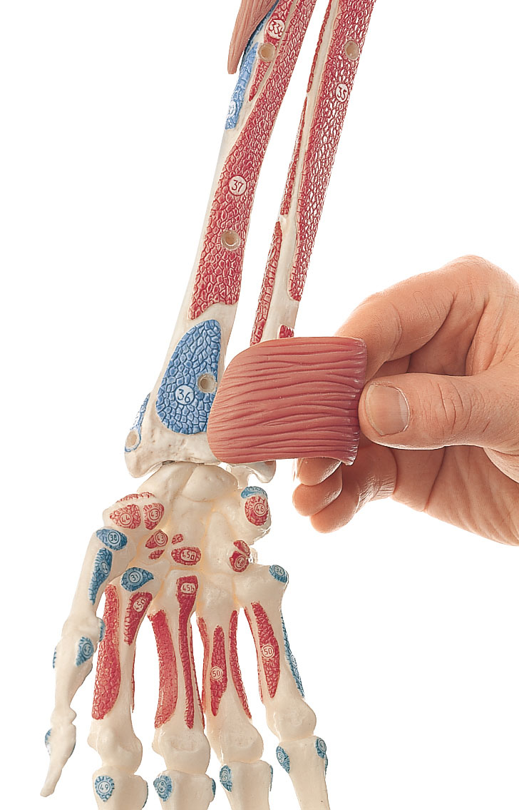 Demonstration Model Of The Arm Muscles - 10 Demonstration Model Of The ...