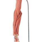 Model Of The Arm Muscles - 24 Parts | Adam,Rouilly