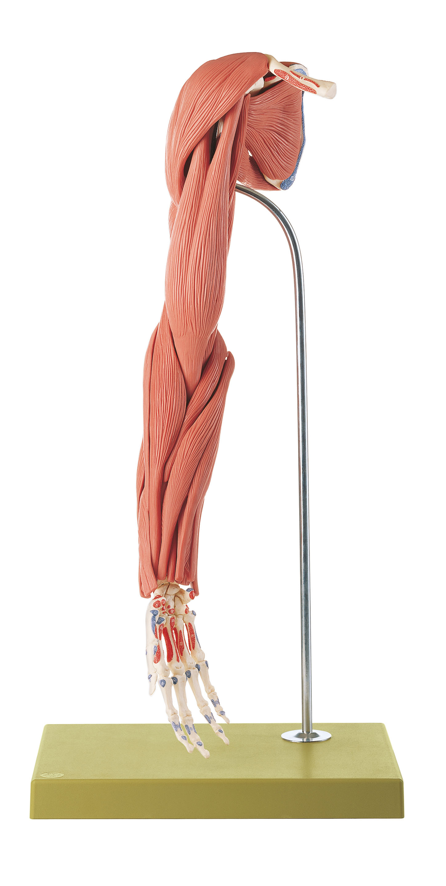 Model Of The Arm Muscles - 24 Parts | Adam,Rouilly