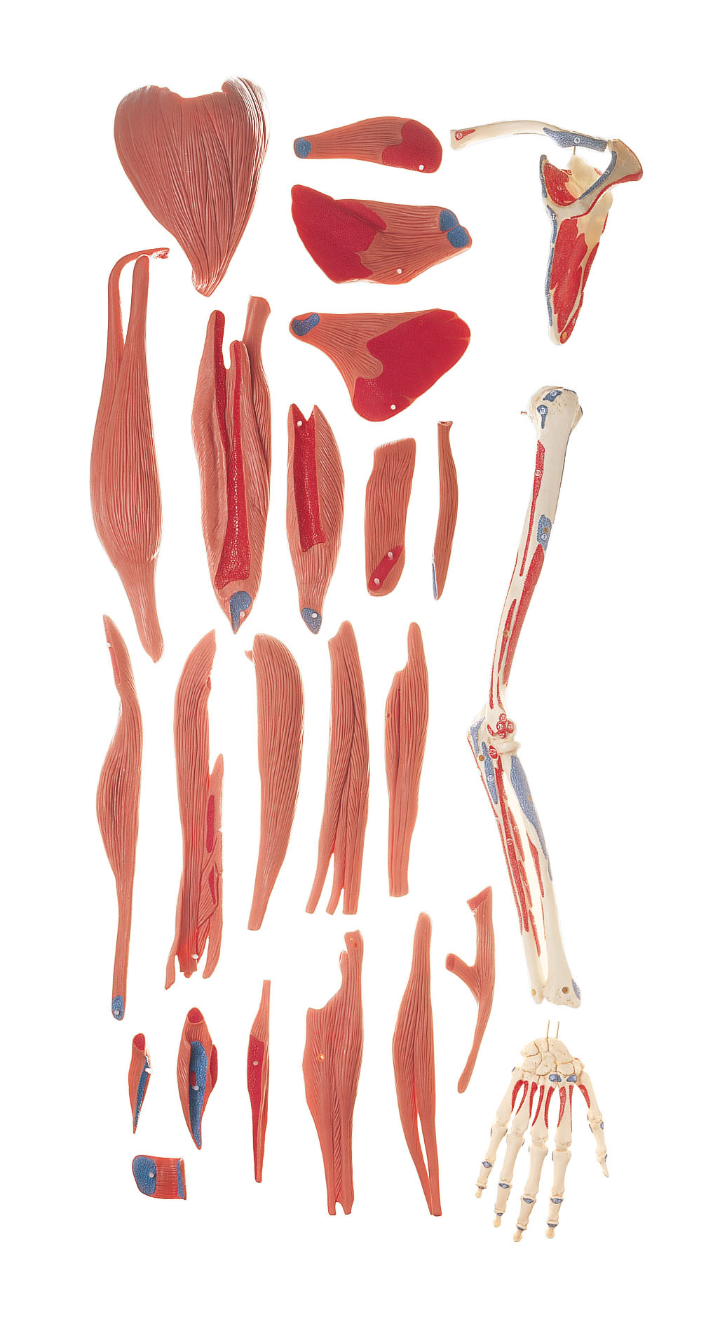 Model Of The Arm Muscles - 24 Parts | Adam,Rouilly