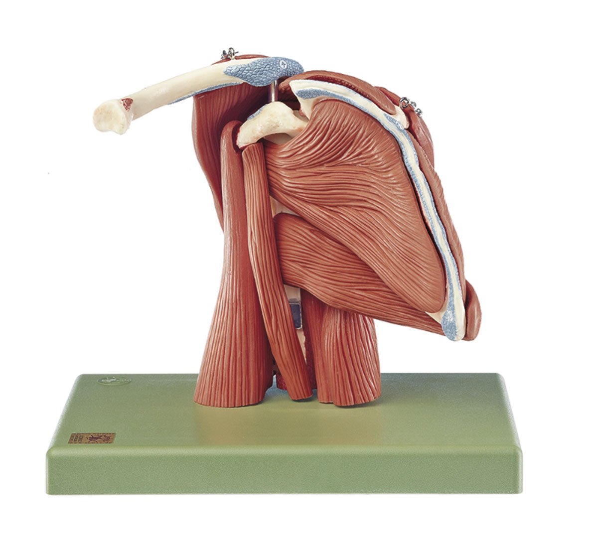 Demonstration Model Of The Shoulder Muscles | Adam,Rouilly
