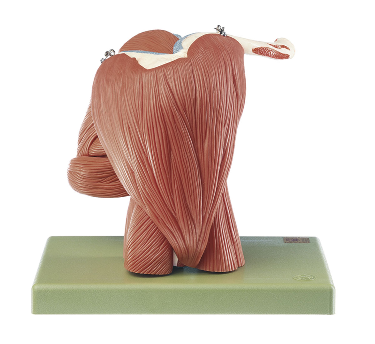 Demonstration Model Of The Shoulder Muscles | Adam,Rouilly