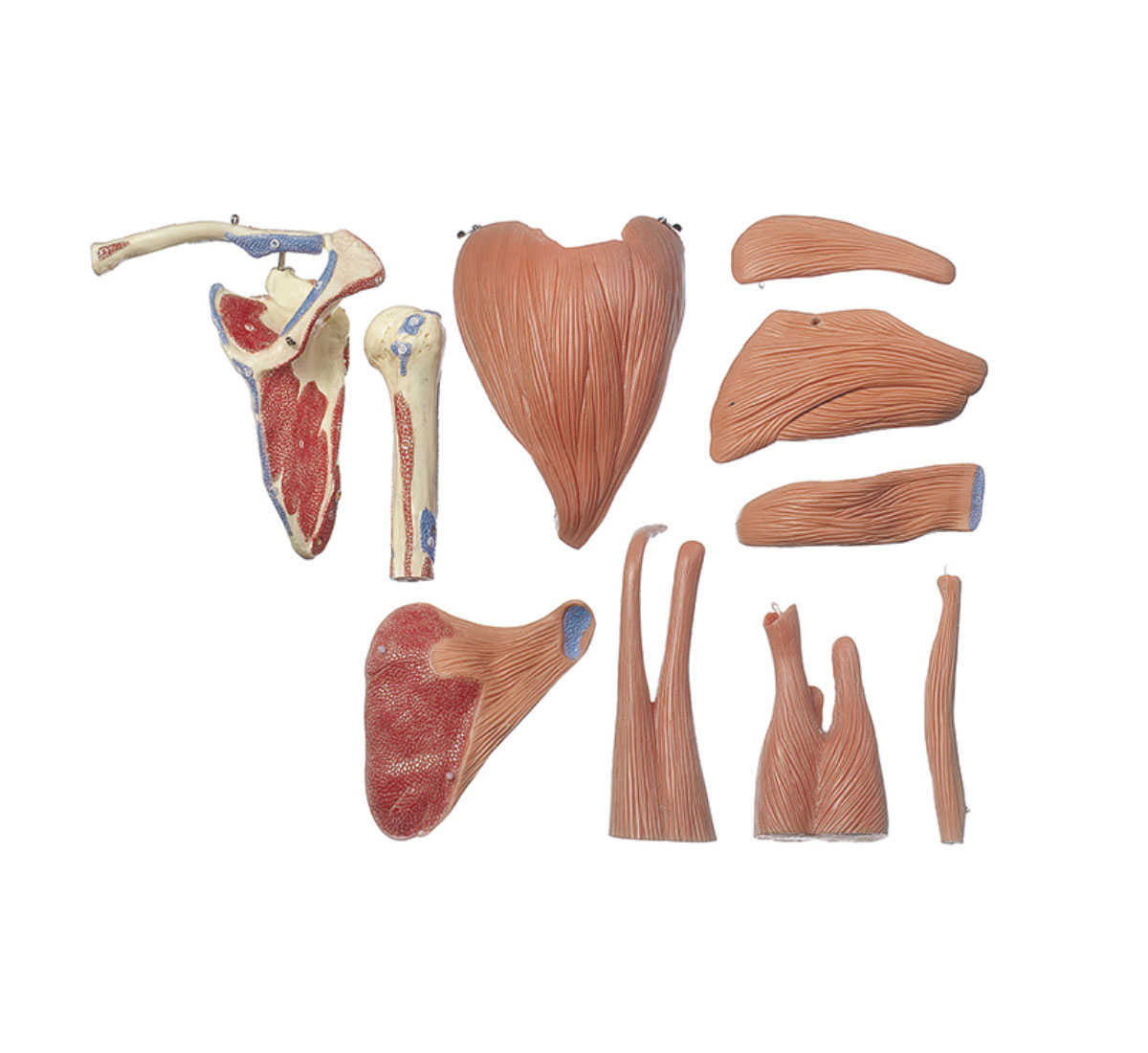 Demonstration Model Of The Shoulder Muscles | Adam,Rouilly