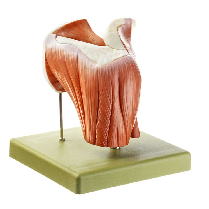 Model Of The Shoulder Joint | Adam,Rouilly