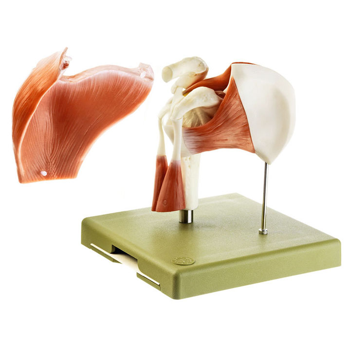 Model Of The Shoulder Joint | Adam,Rouilly