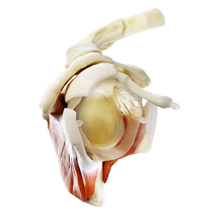 Model Of The Shoulder Joint | Adam,Rouilly