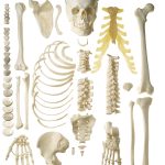 Bones - Skeleton | Adam,Rouilly