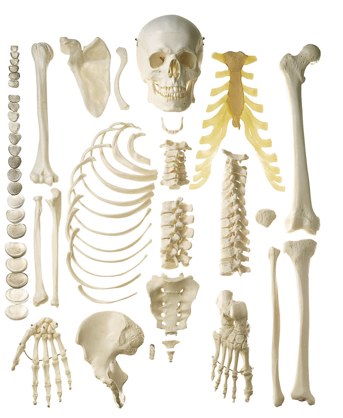 Unmounted Human Half-skeleton - Adam,Rouilly