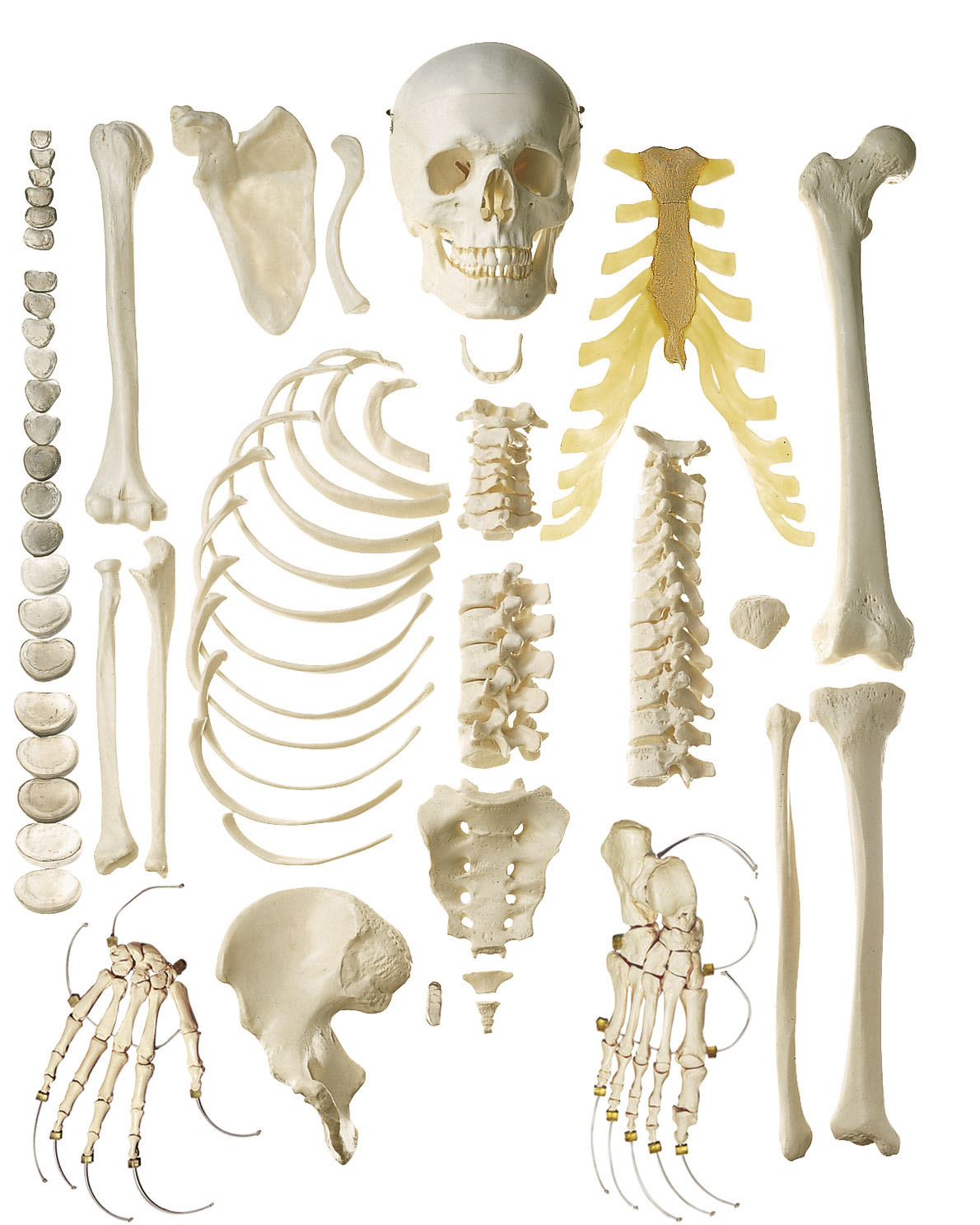 Unmounted Human Half-Skeleton - Male | Adam,Rouilly