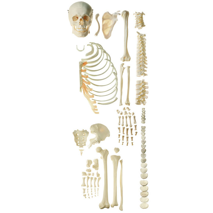 Unmounted Human Half Skeleton | Adam,Rouilly